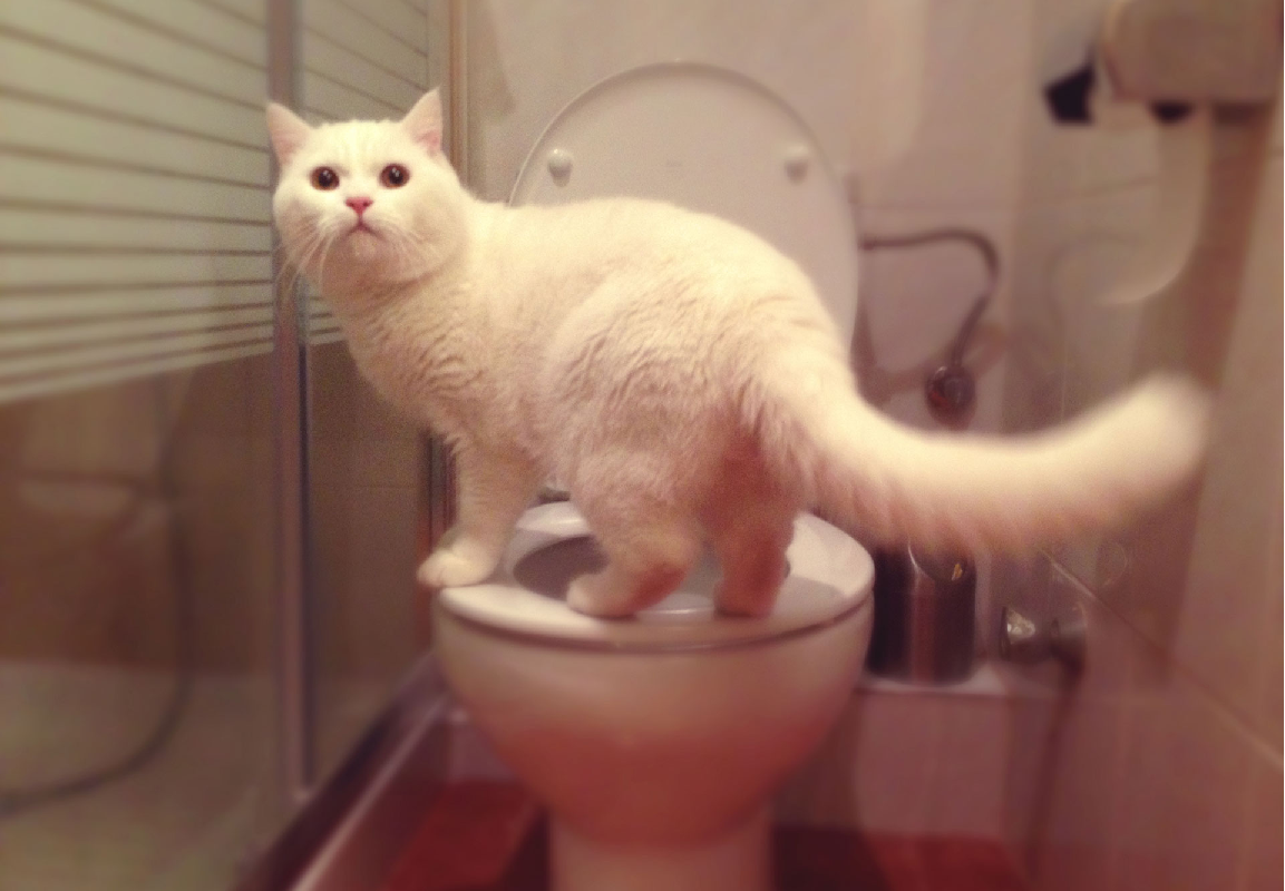 Cat using the loo | Latest Free Stuff | Freebies UK, Free Stuff and ...