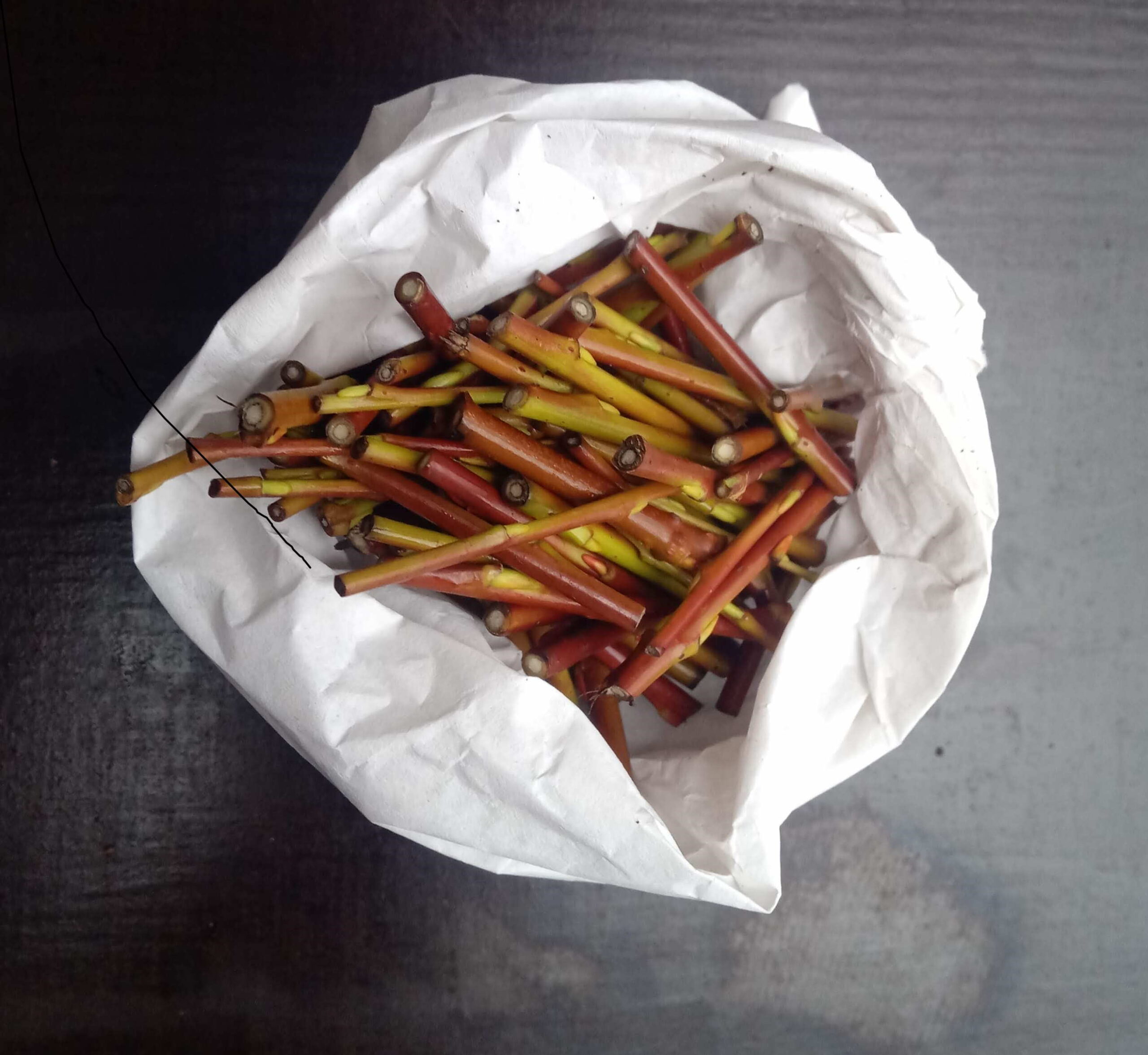 Free Pet Snack Bars & Nibbles | LatestFreeStuff.co.uk