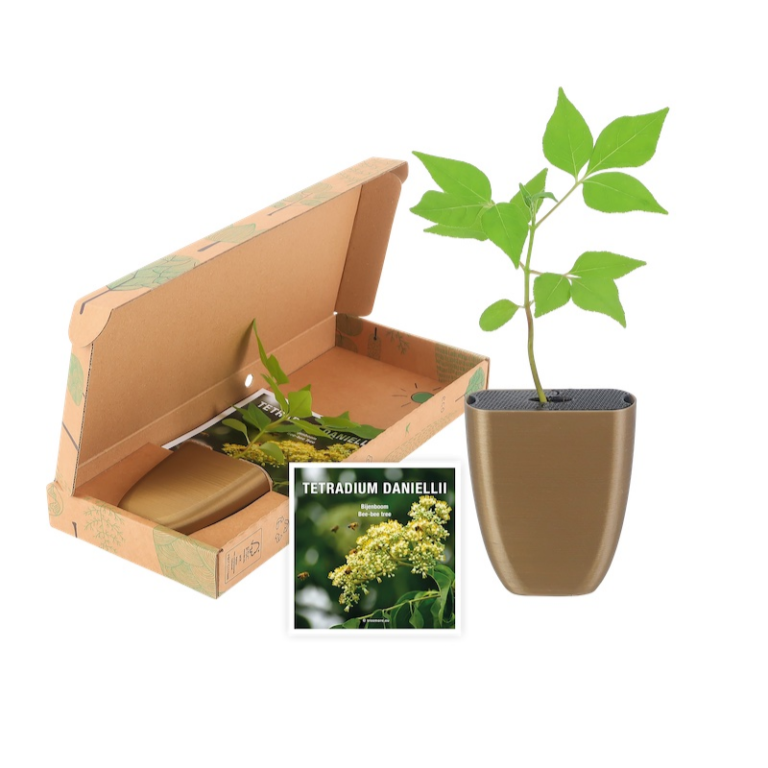 Free Flower Seeds | LatestFreeStuff.co.uk