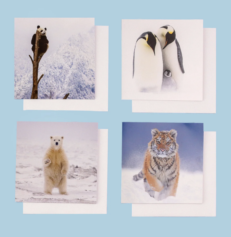 Free Christmas Cards Pack | LatestFreeStuff.co.uk